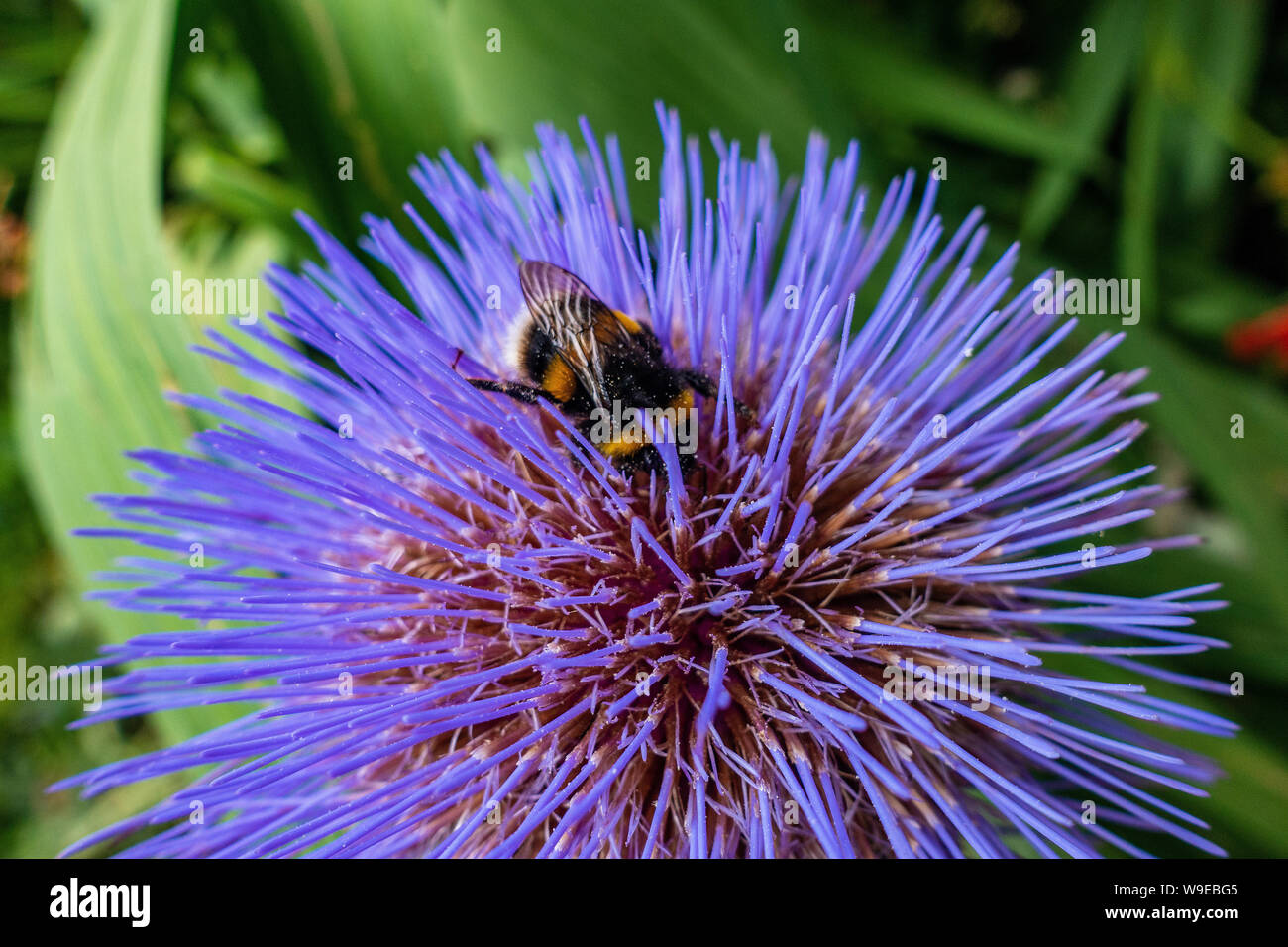 Cardoon, artichoke flower head with Bee collecting nectar Stock Photo ...