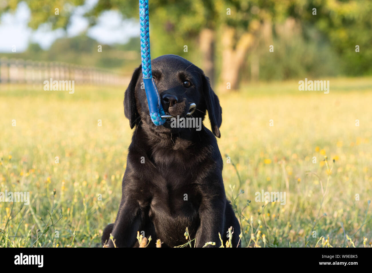 Portrait of an 8 week old black Labrador puppy playing with a dog lead ...