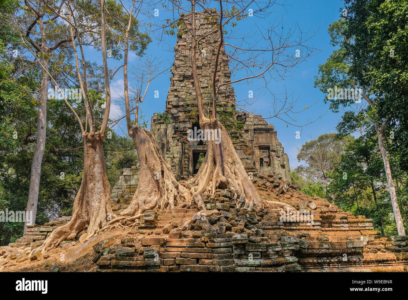 Roots of a tree stone 2018 hi-res stock photography and images - Alamy