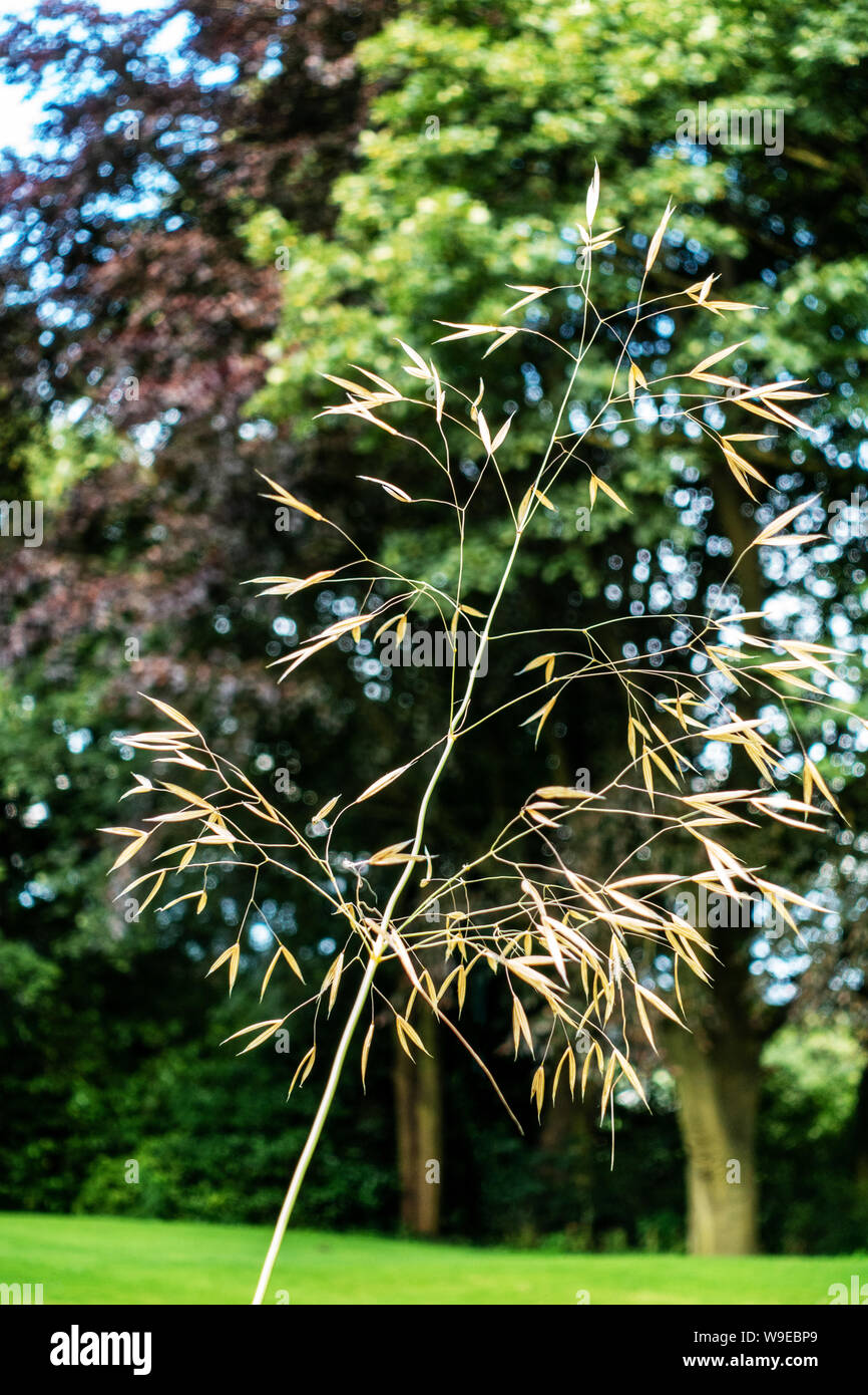 Switchgrass hi-res stock photography and images - Alamy
