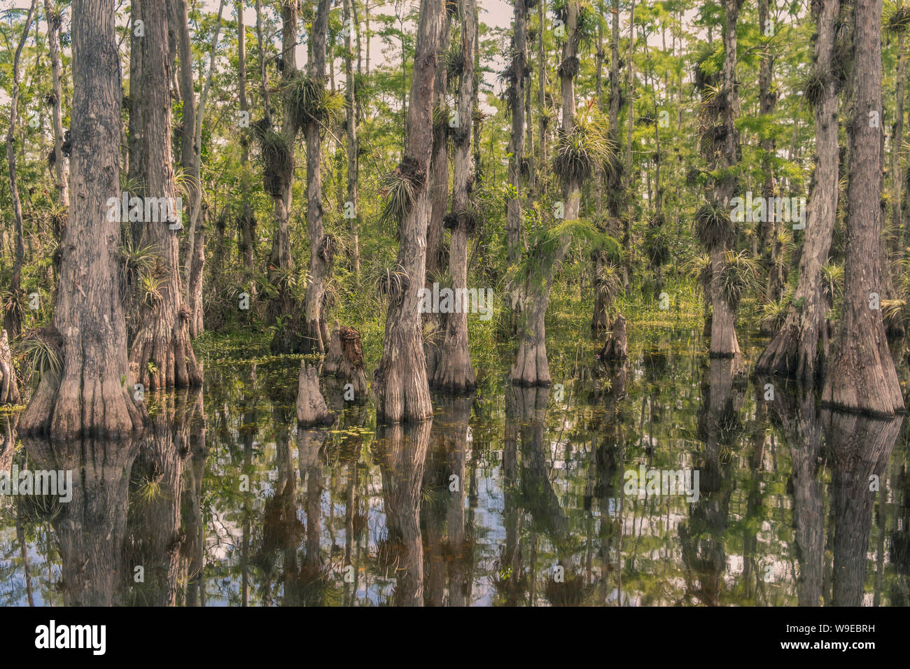 Scenic Drive Cypress National Preserve, Everglades National Park ...