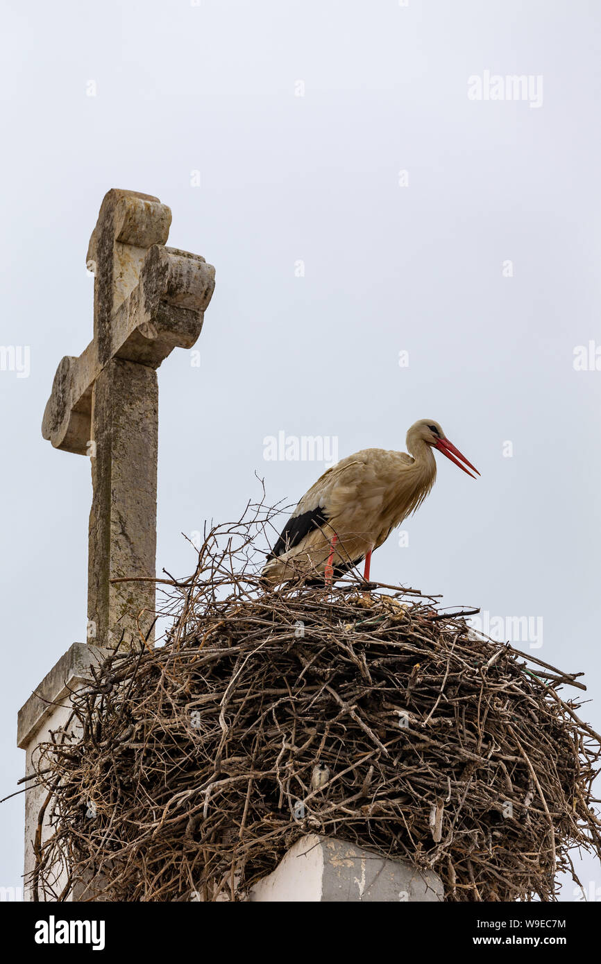White stork nesting portugal hi-res stock photography and images - Alamy