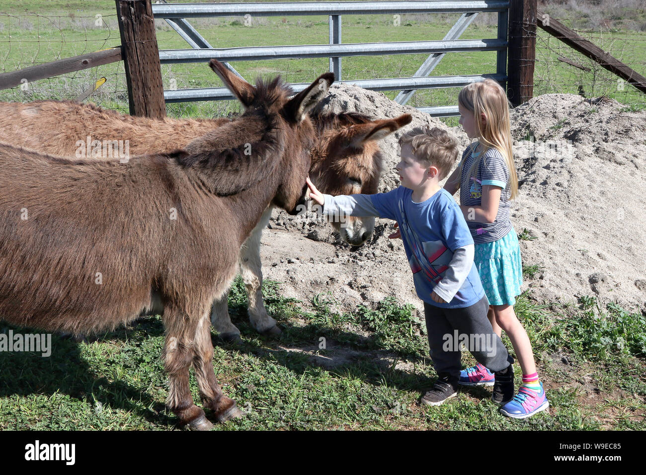 Girl petting white horse hi-res stock photography and images - Alamy