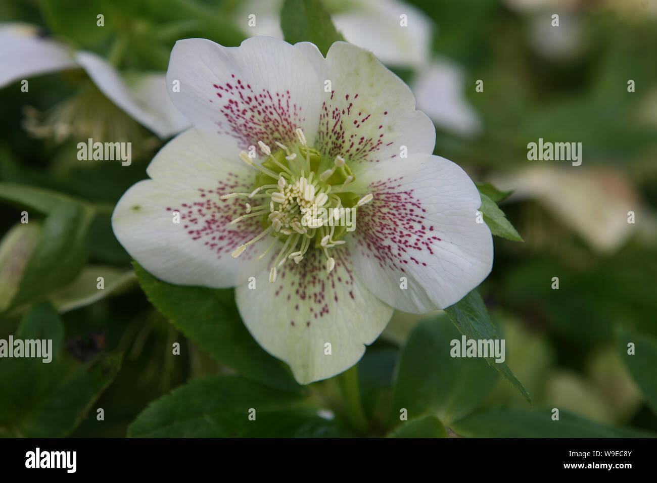 Abbey winter hi-res stock photography and images - Alamy