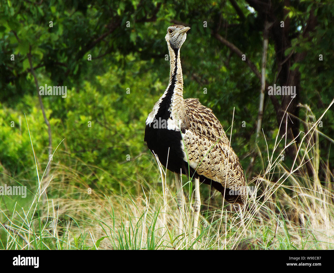 Polygynous family hi-res stock photography and images - Alamy