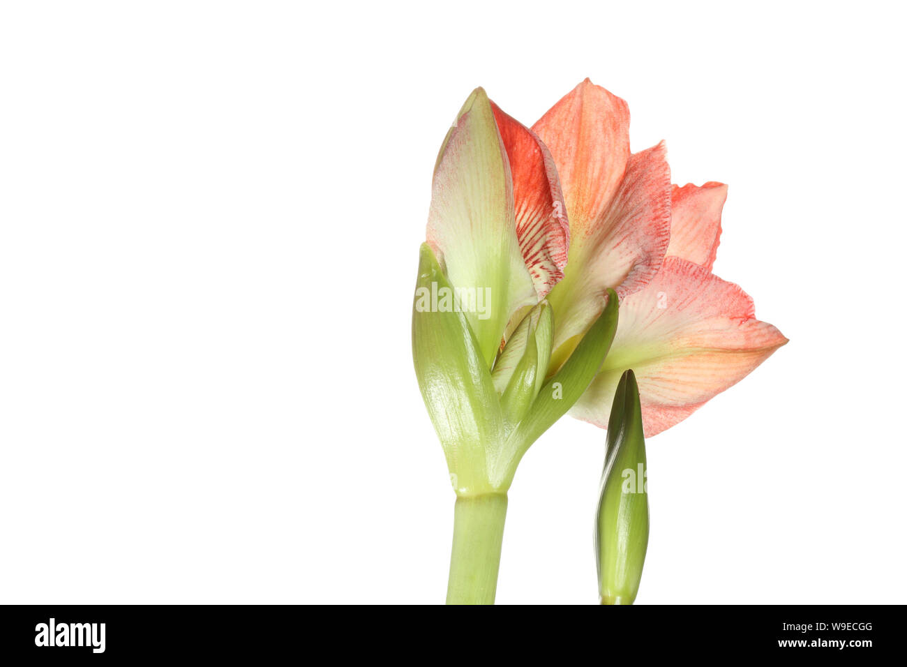 Partially opened flower heads of a deep pink/red Hippeastrum bulb ...