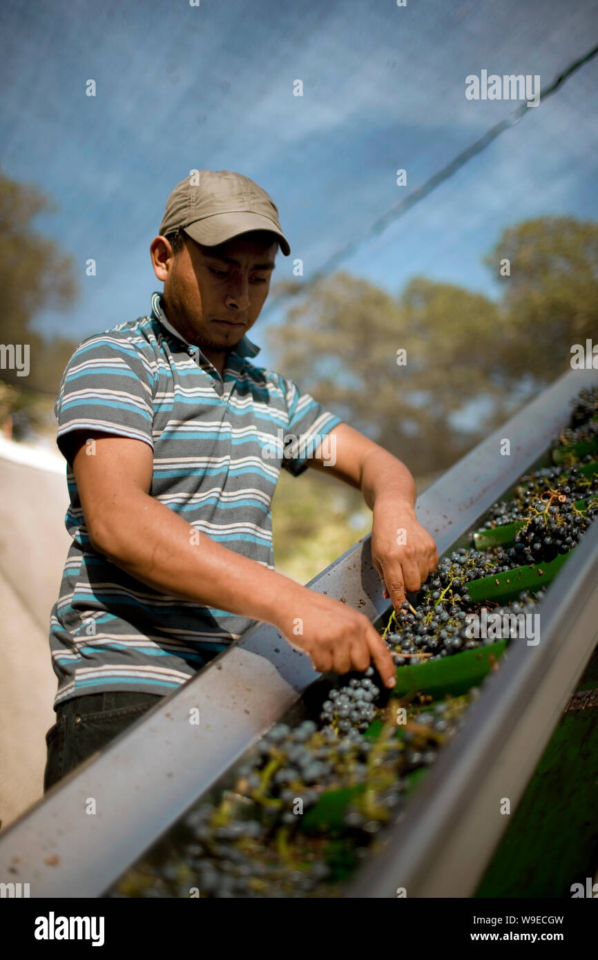 Sorting grapes hi-res stock photography and images - Alamy