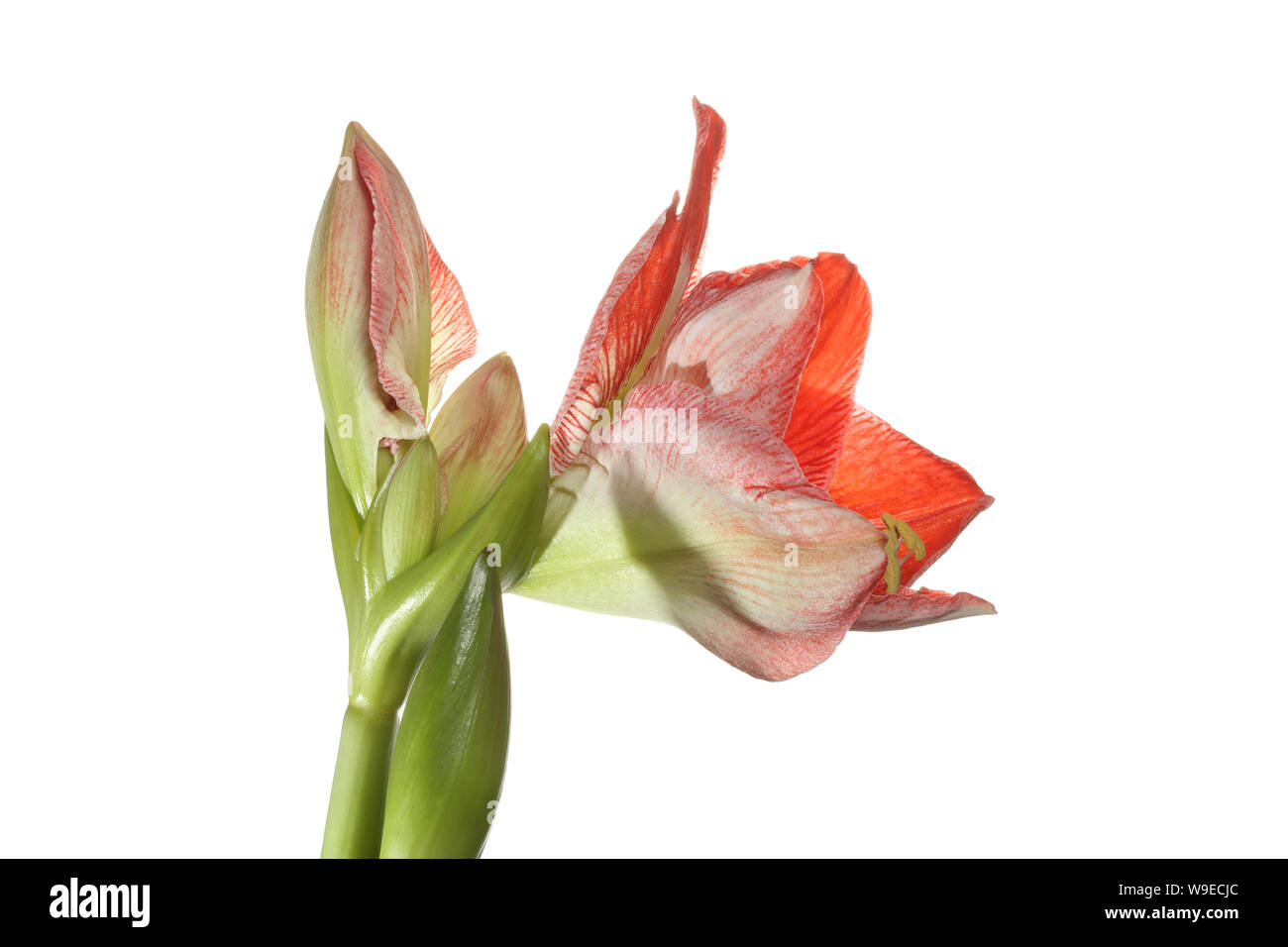 Partially opened flower heads of a deep pink/red Hippeastrum bulb ...