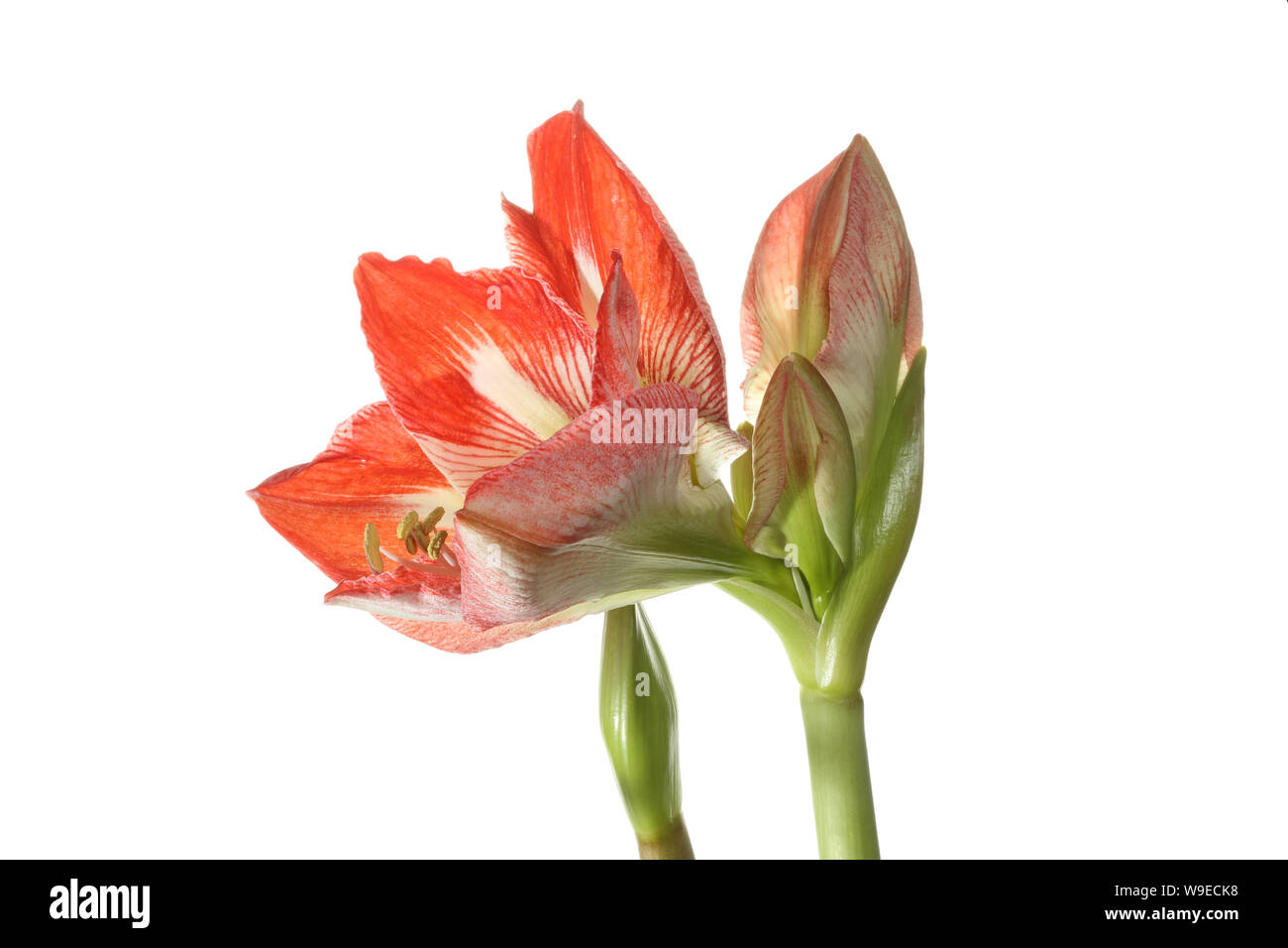 Partially opened flower heads of a deep pink/red Hippeastrum bulb ...