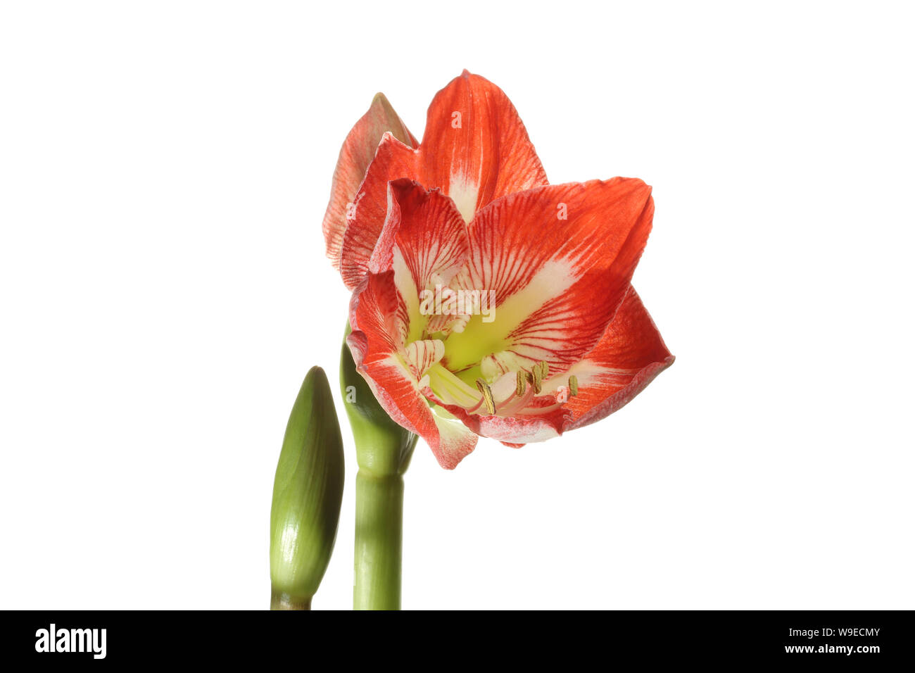 Partially opened flower heads of a deep pink/red Hippeastrum bulb ...