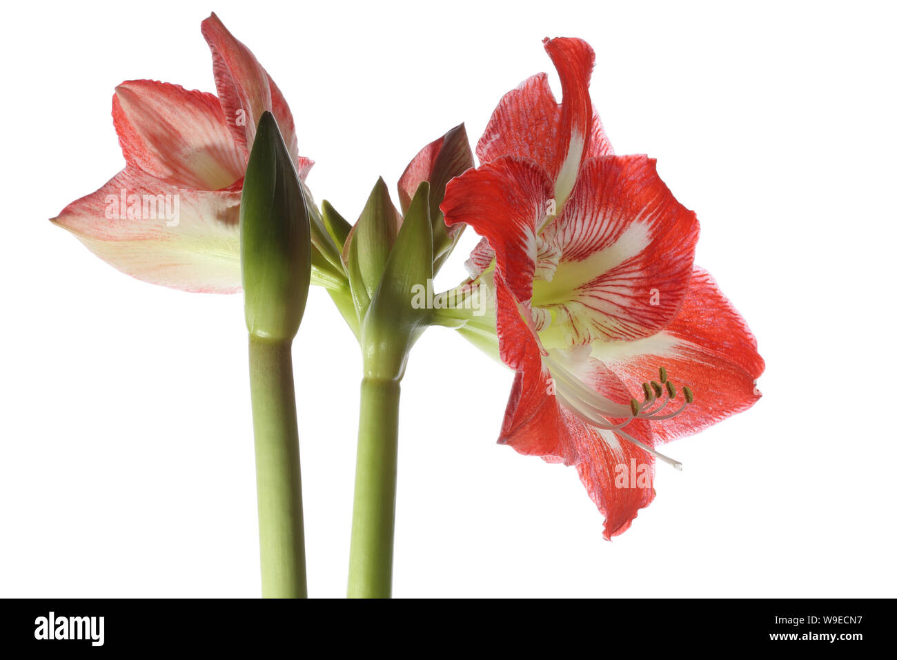 Partially opened flower heads of a deep pink/red Hippeastrum bulb ...