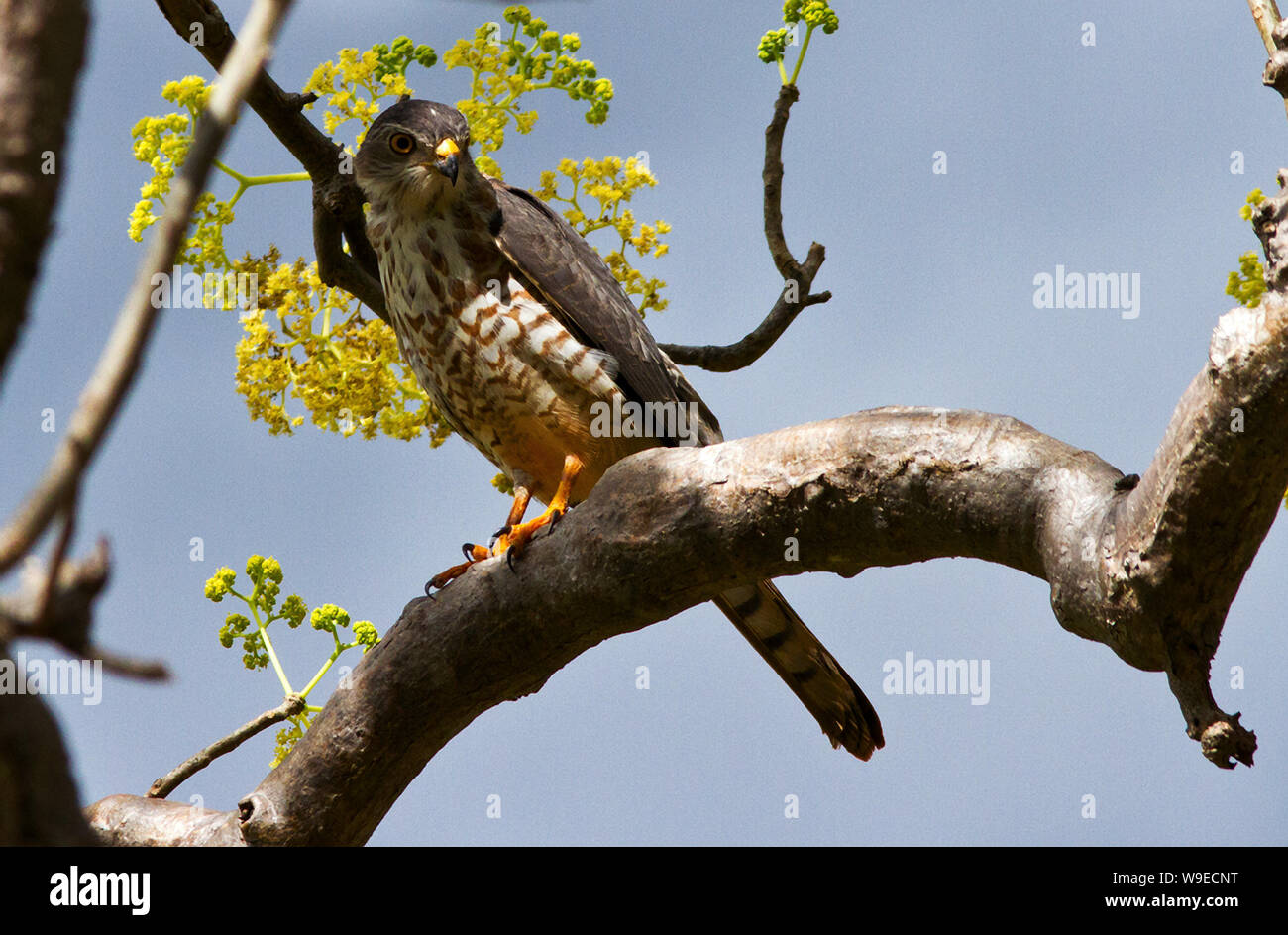 Tail feathers goshawk hi-res stock photography and images - Alamy