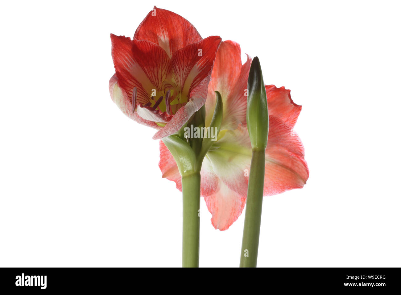 Partially opened flower heads of a deep pink/red Hippeastrum bulb ...