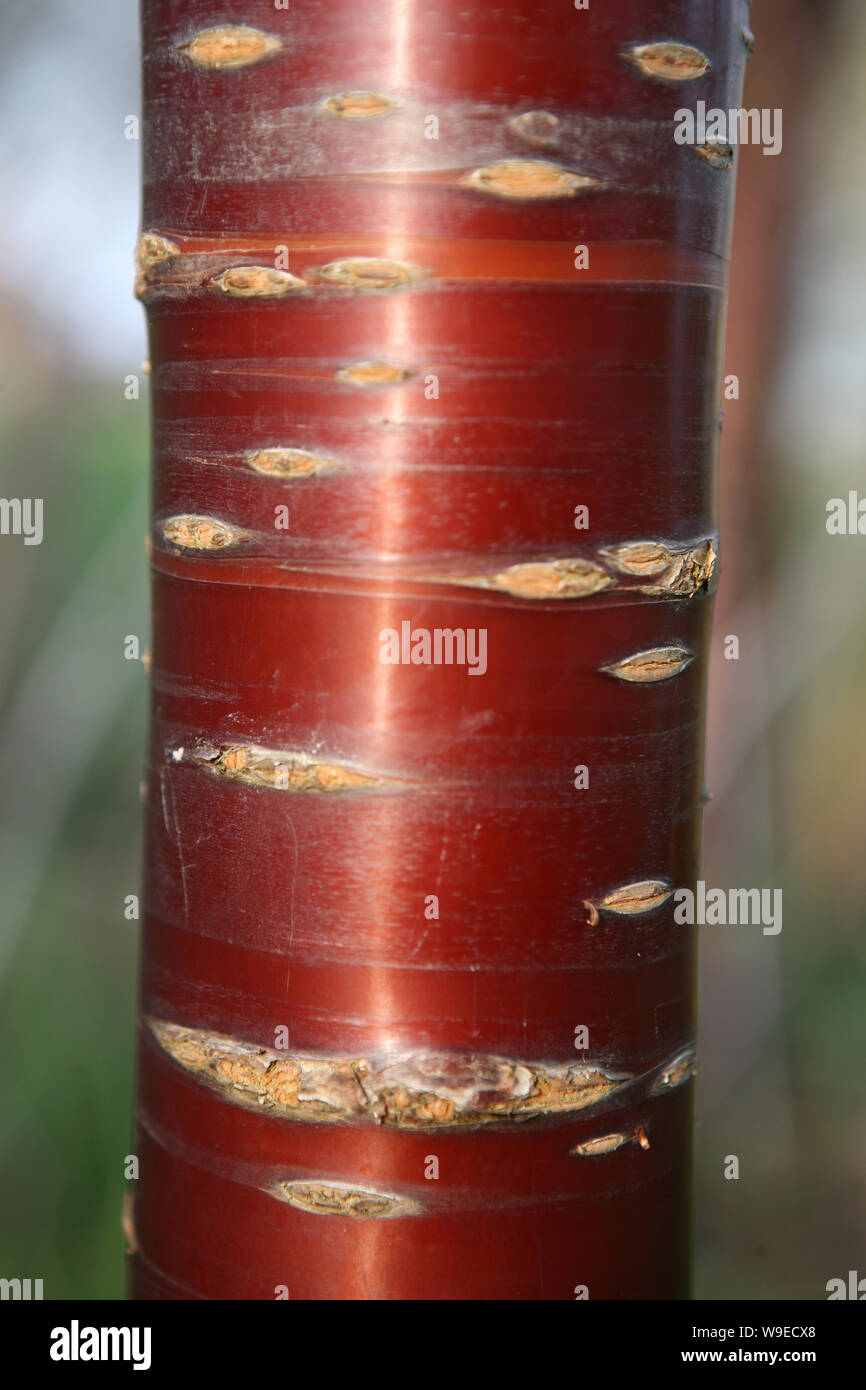 Coppery red bark hi-res stock photography and images - Alamy