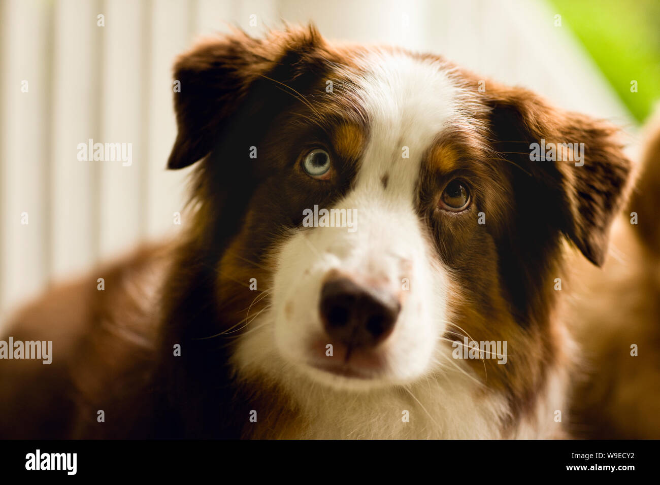 Portrait of a dog looking adorably hopeful Stock Photo - Alamy