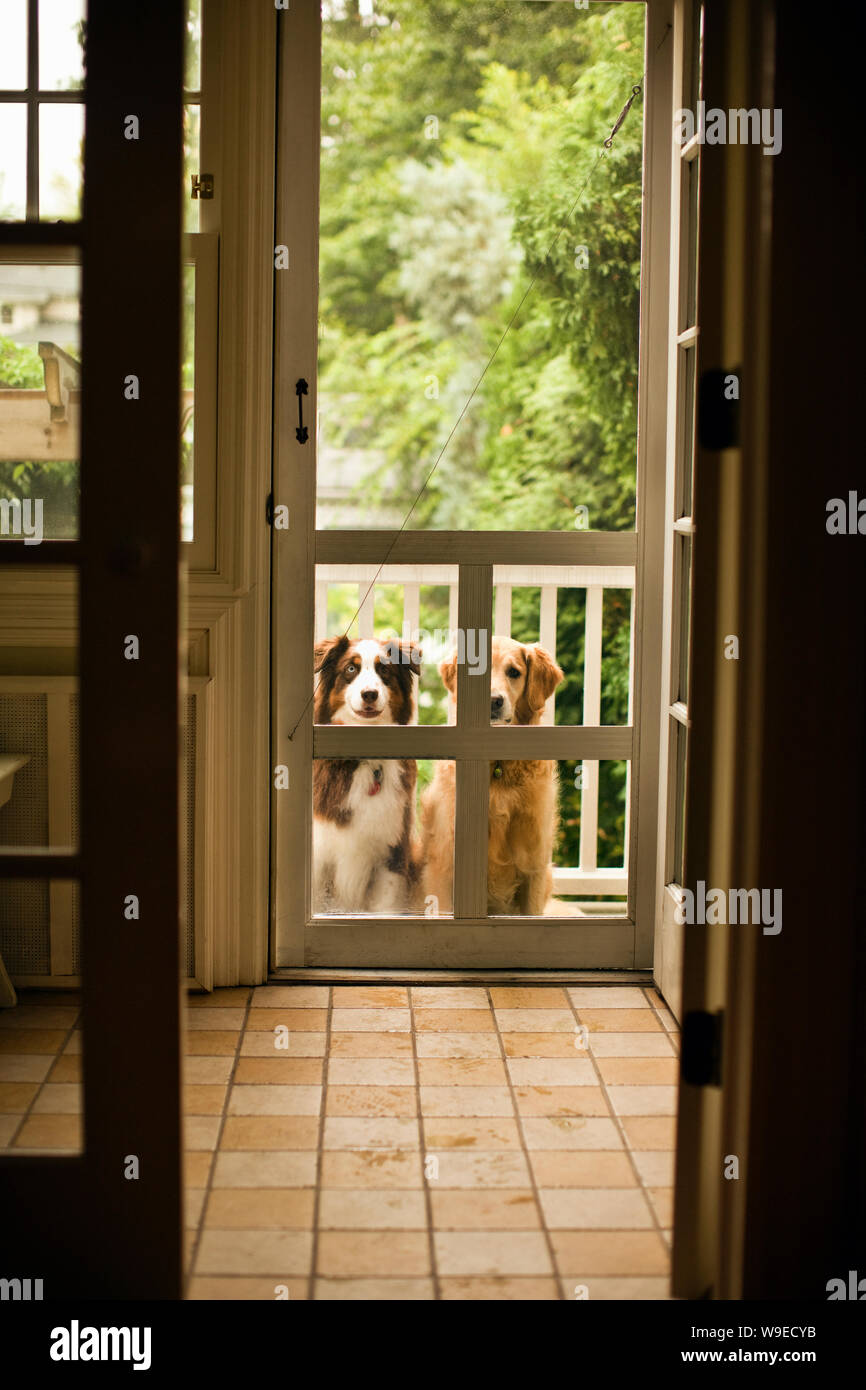 Two dogs waiting at the door to come inside Stock Photo - Alamy