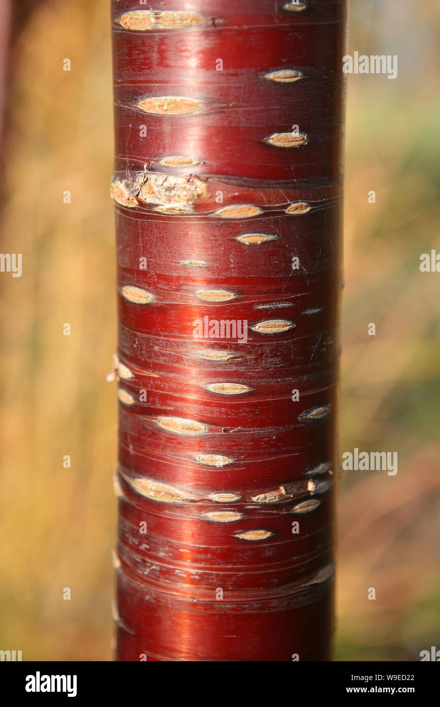 Copper Birch Tree Stock Photos & Copper Birch Tree Stock Images - Alamy