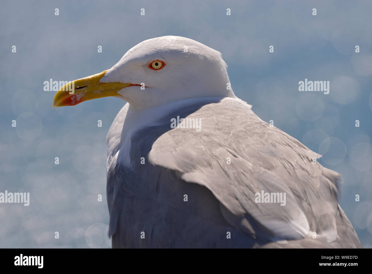 Gull eye hi-res stock photography and images - Alamy