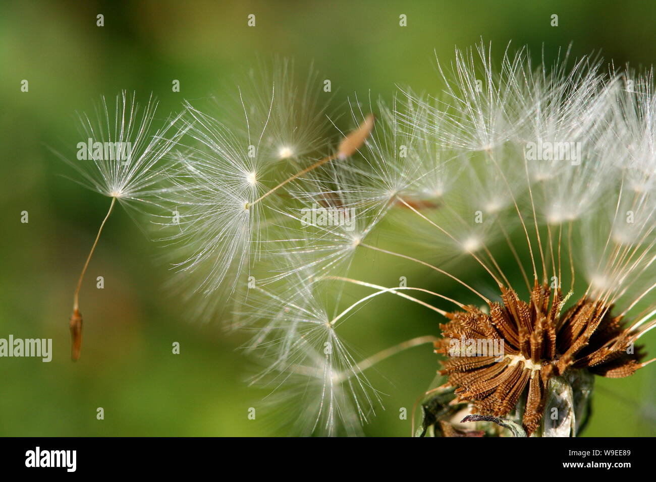 Dandelion seeds flying in the wind Stock Photo - Alamy