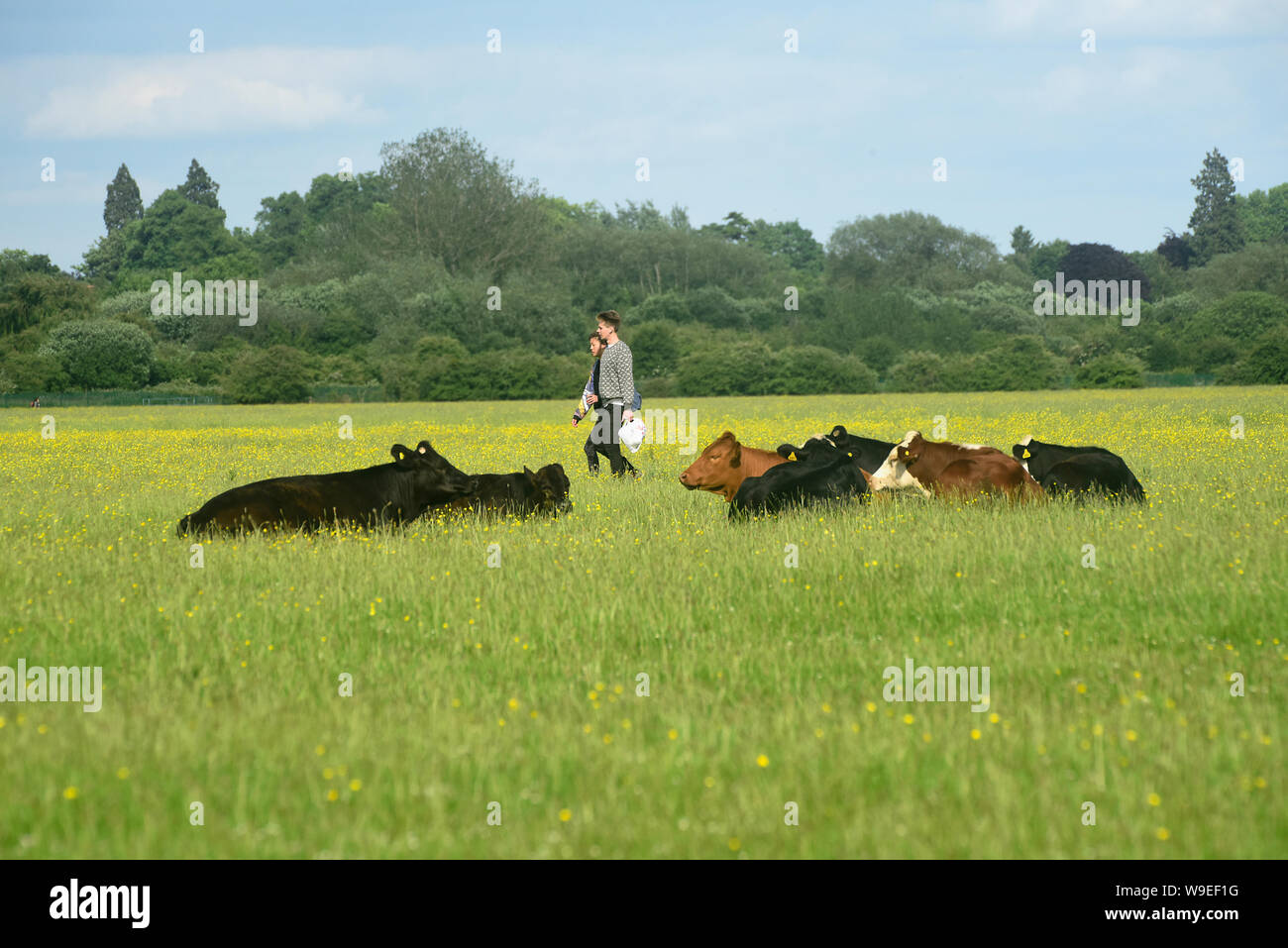 Cattle walkers hi-res stock photography and images - Alamy
