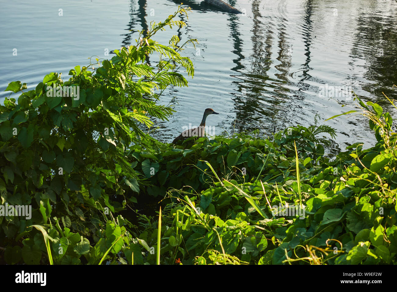 Beautiful mallard duck among hi-res stock photography and images - Alamy