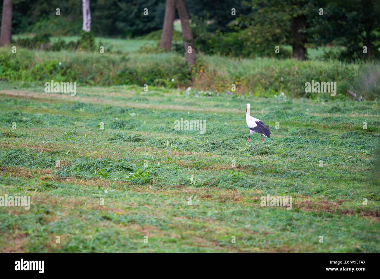 Stork is collecting food in a field Stock Photo - Alamy