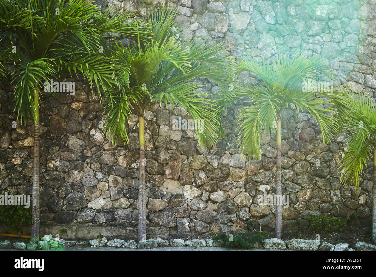 Young palm trees planted in a row against a stone wall Stock Photo - Alamy