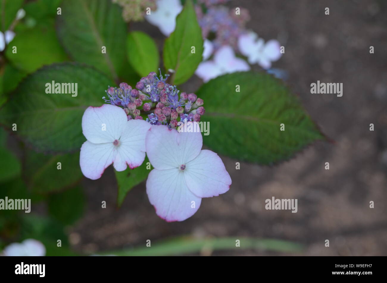 Canada annapolis royal nova scotia hi-res stock photography and images ...