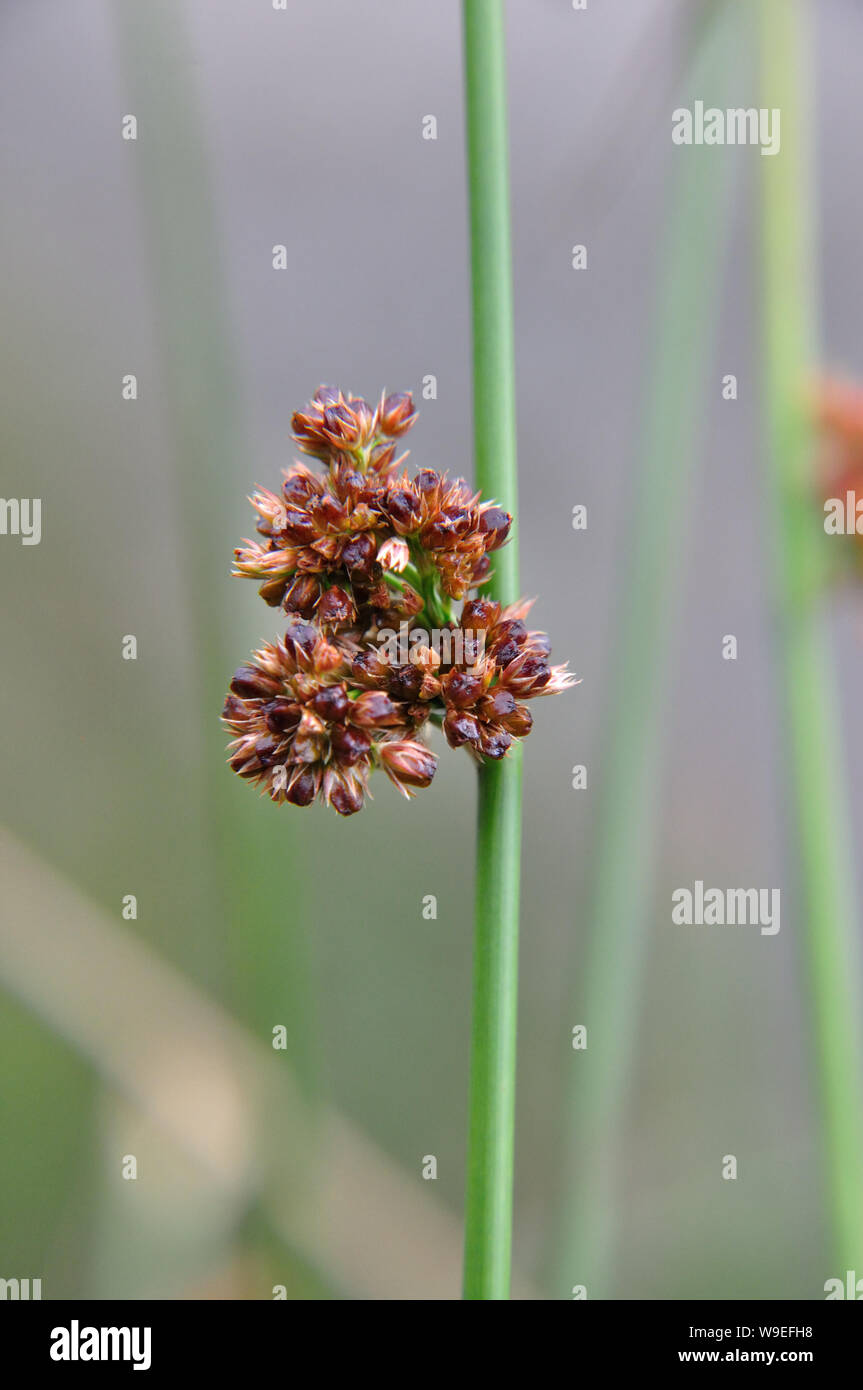 Compact rush juncus conglomeratus hi-res stock photography and images ...
