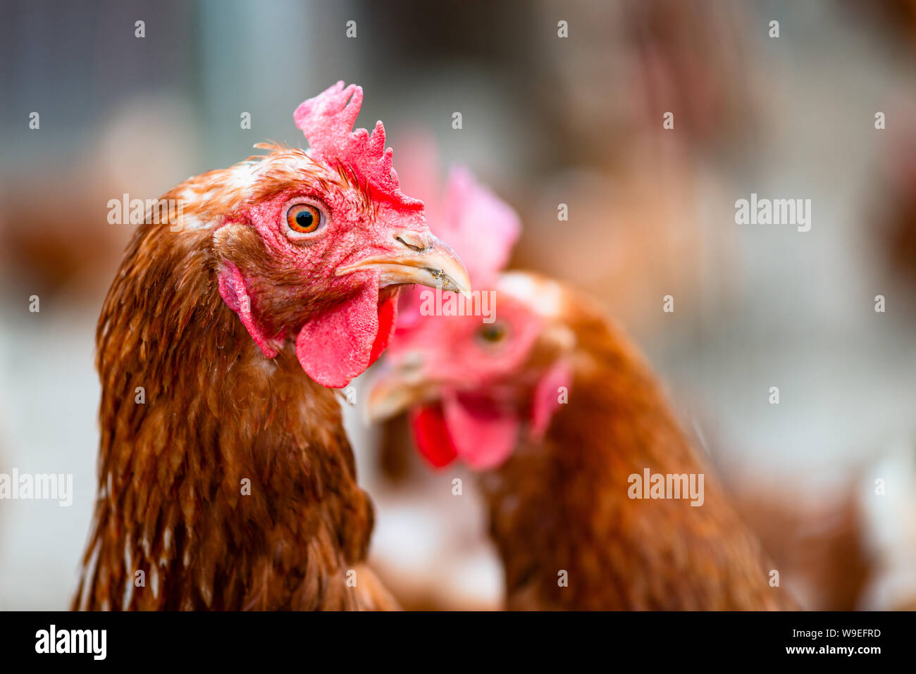 Happy free range chickens and hens on farm in henhouse or coop are kept ...