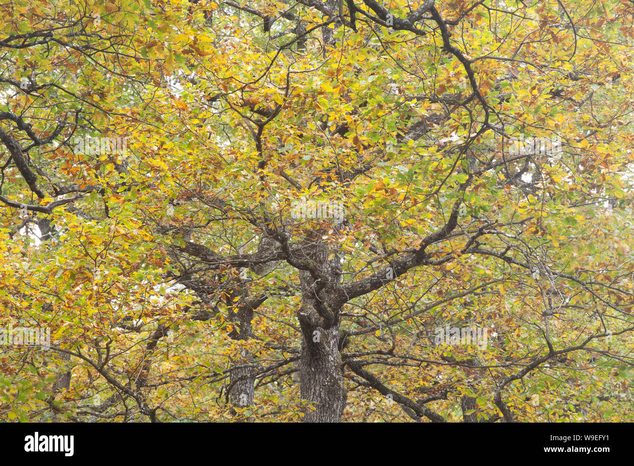 Autumn colour in the Loire Valley, France Stock Photo - Alamy
