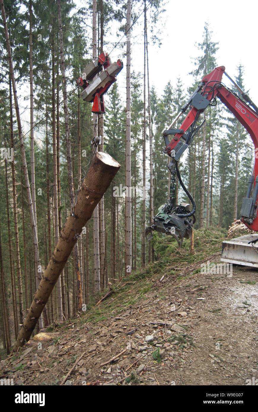 Timber harvesting with skyline crane and manipulator in autumnal misty ...