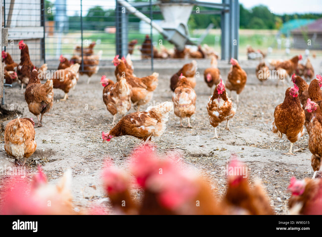 Happy free range chickens and hens on farm in henhouse or coop are kept ...