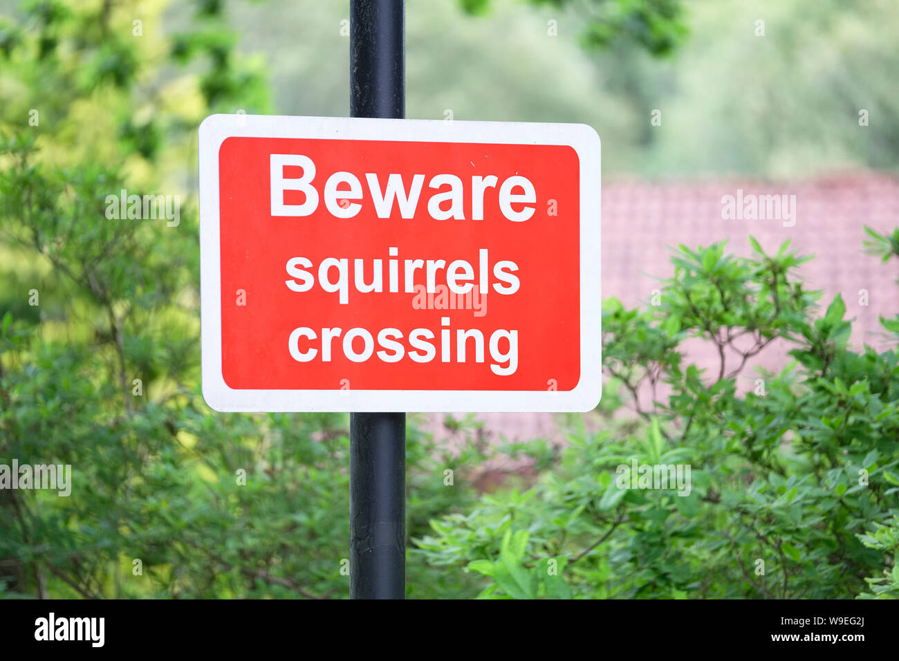 Squirrel crossing sign hi-res stock photography and images - Alamy