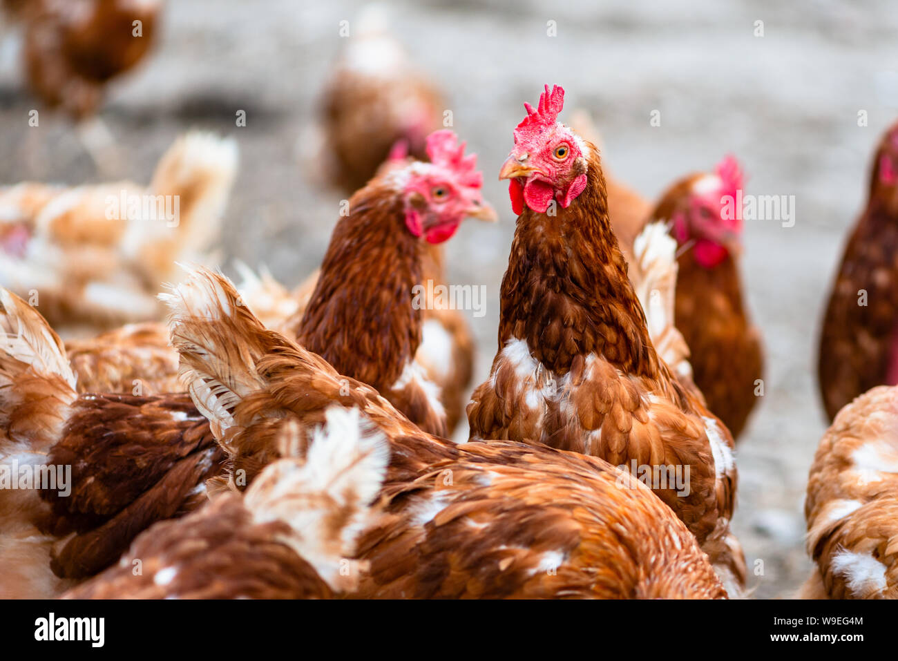 Happy free range chickens and hens on farm in henhouse or coop are kept ...