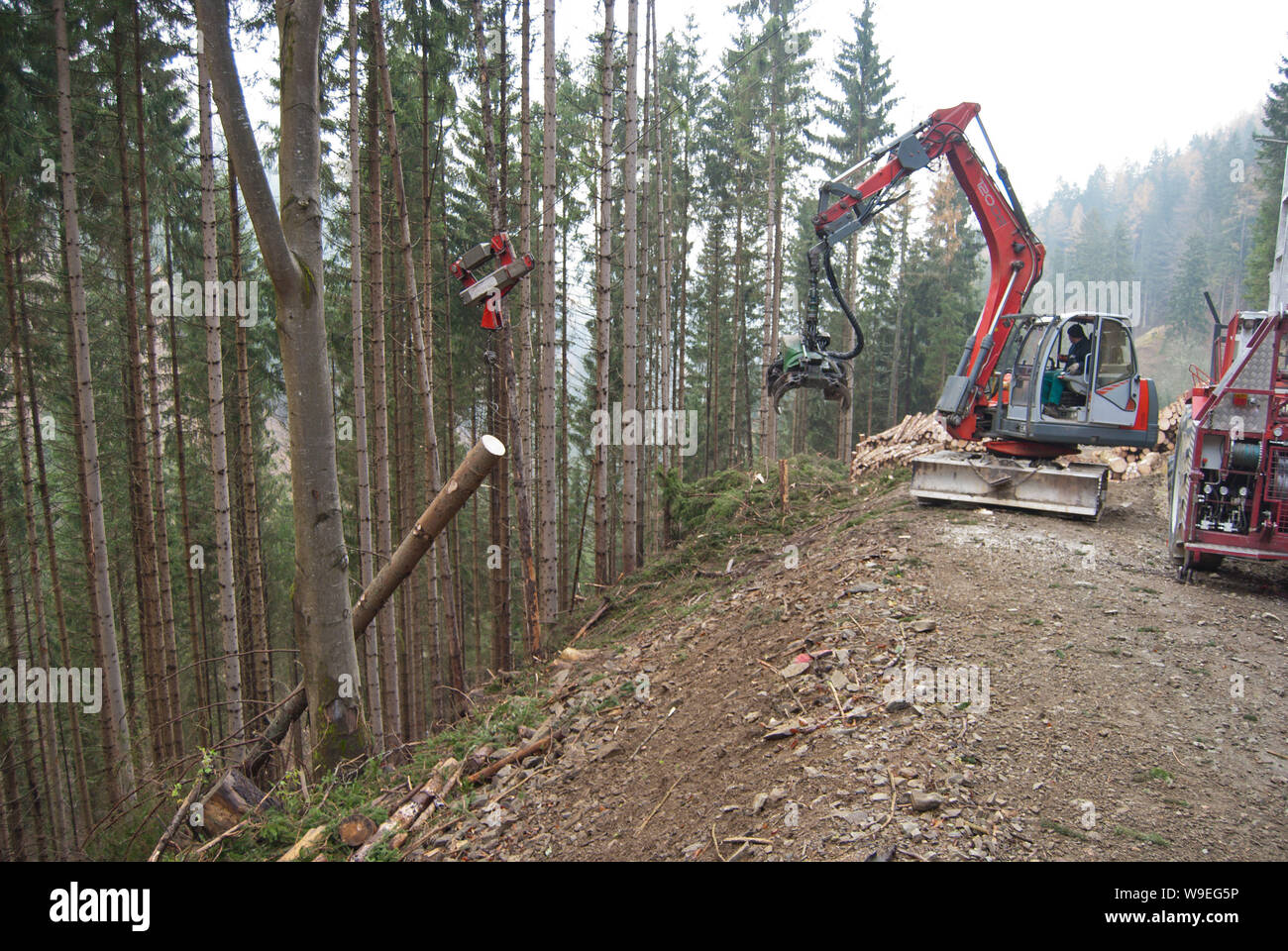 Timber harvesting with skyline crane and manipulator in autumnal misty ...