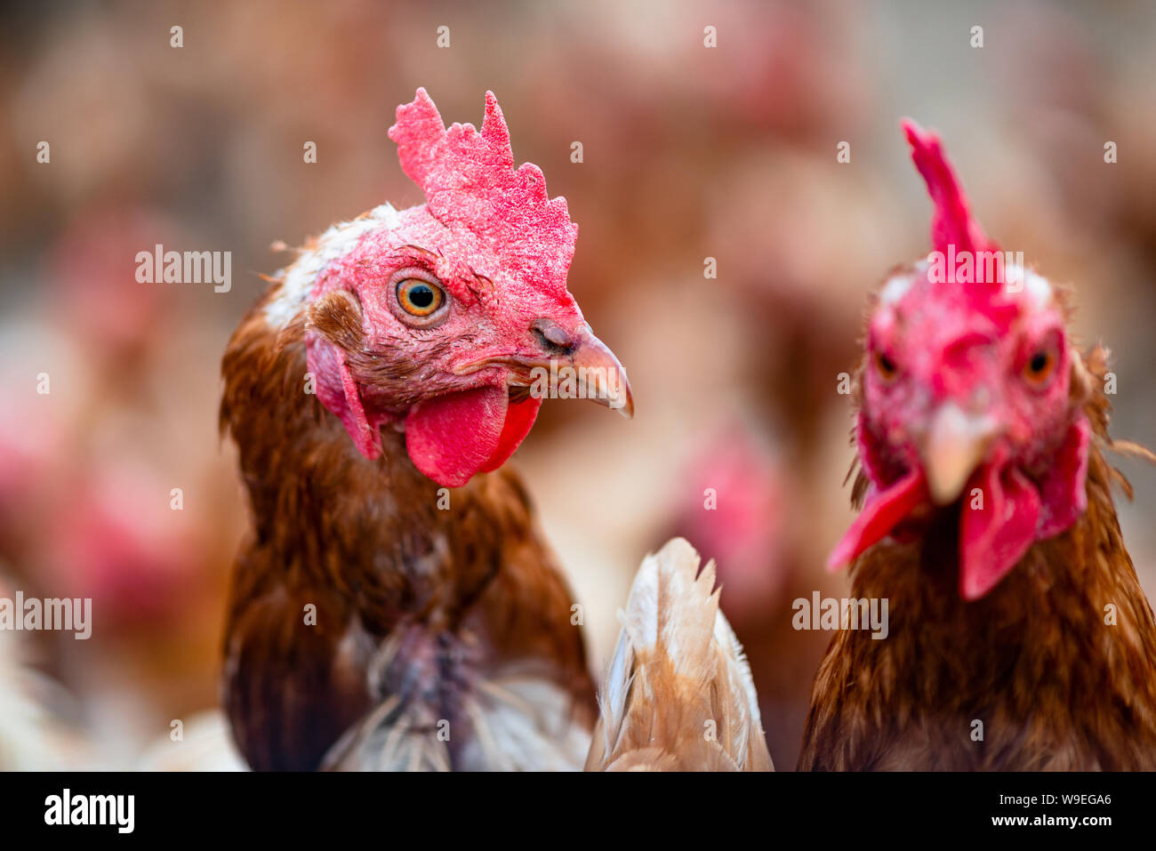Happy free range chickens and hens on farm in henhouse or coop are kept ...