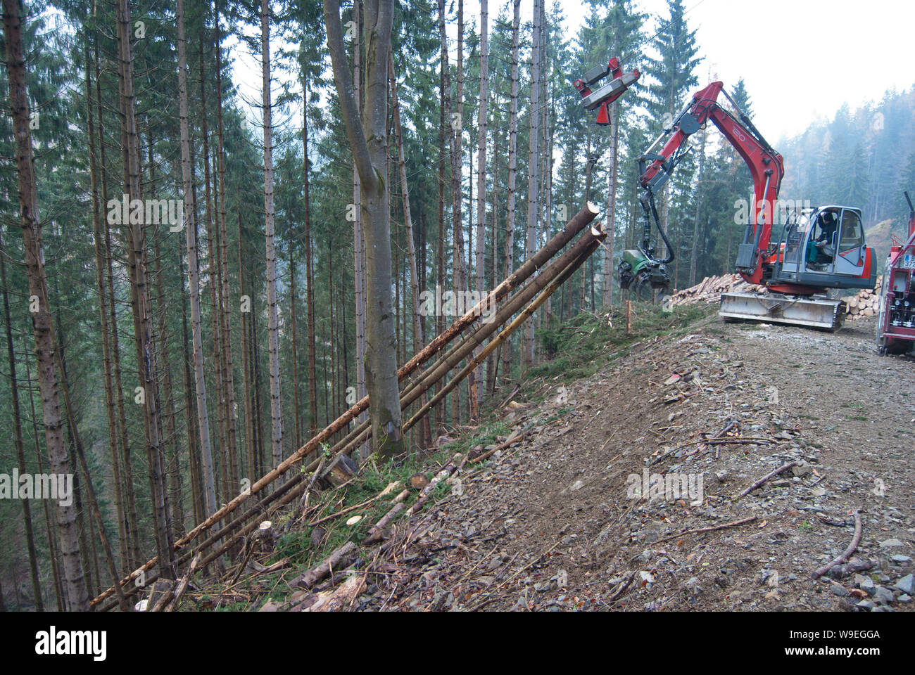 Timber harvesting with skyline crane and manipulator in autumnal misty ...