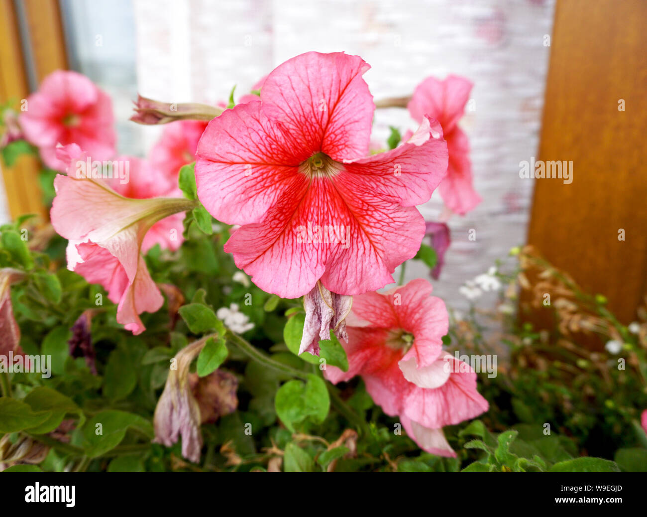 Nice pink green flowers hi-res stock photography and images - Alamy