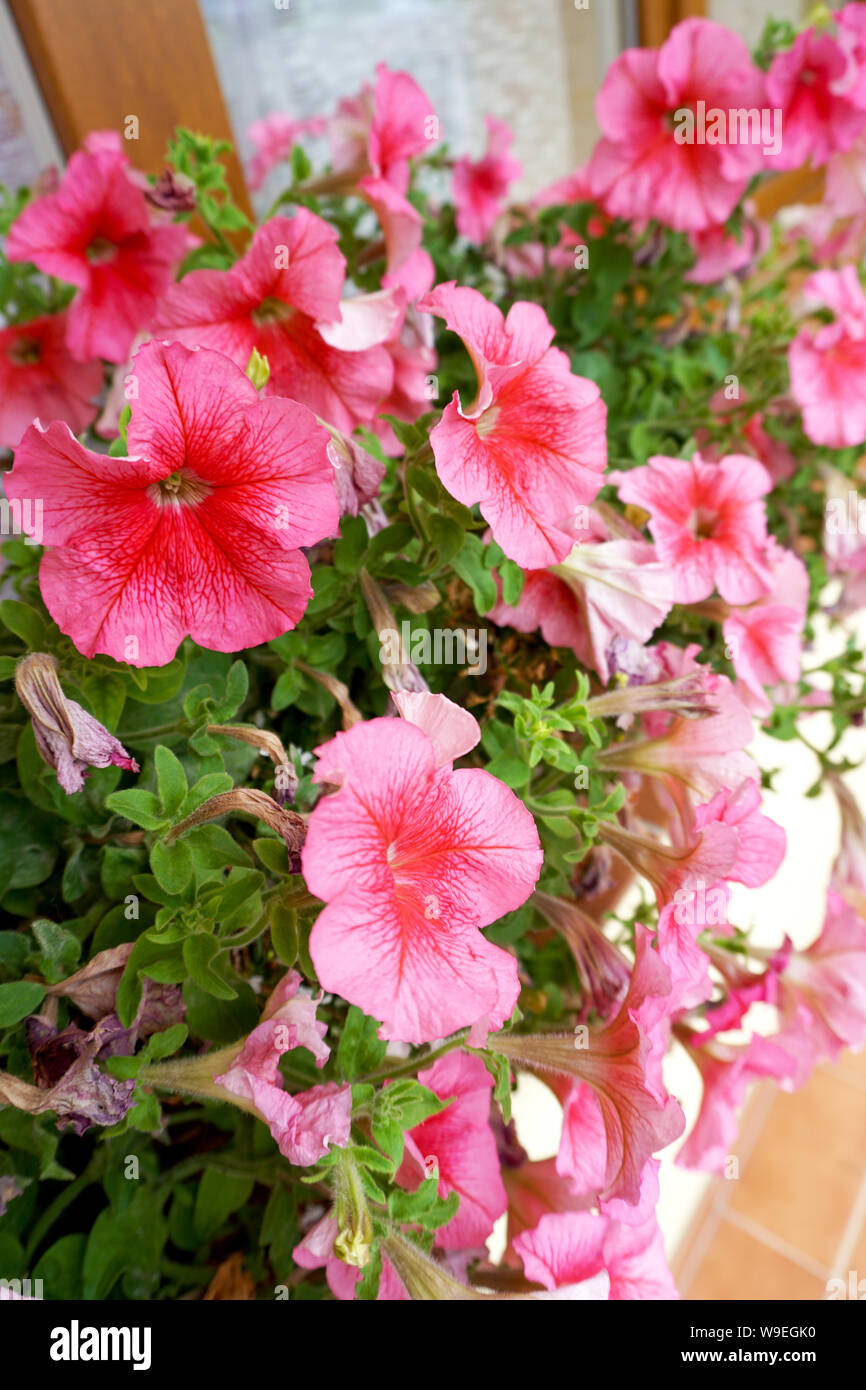 Nice pink green flowers hi-res stock photography and images - Alamy