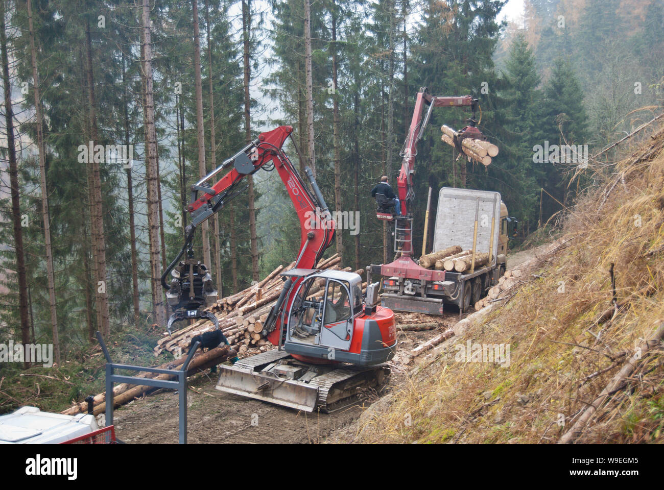 Timber harvesting with skyline crane and manipulator in autumnal misty ...