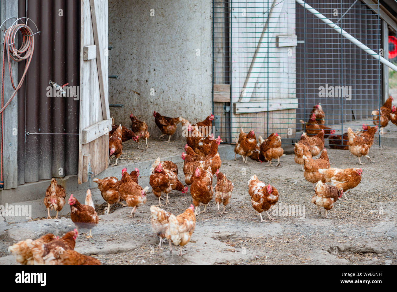 Happy free range chickens and hens on farm in henhouse or coop are kept ...