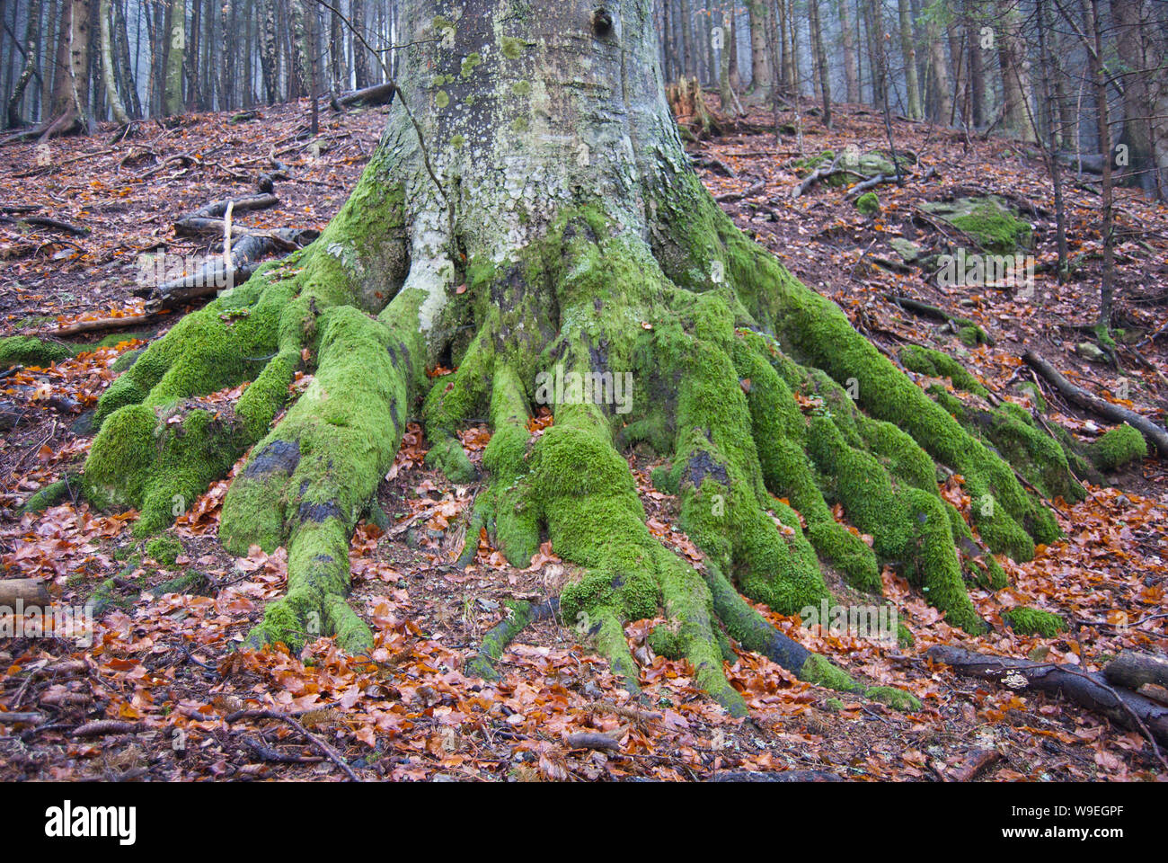 Mossy tree roots in a forest hi-res stock photography and images - Alamy