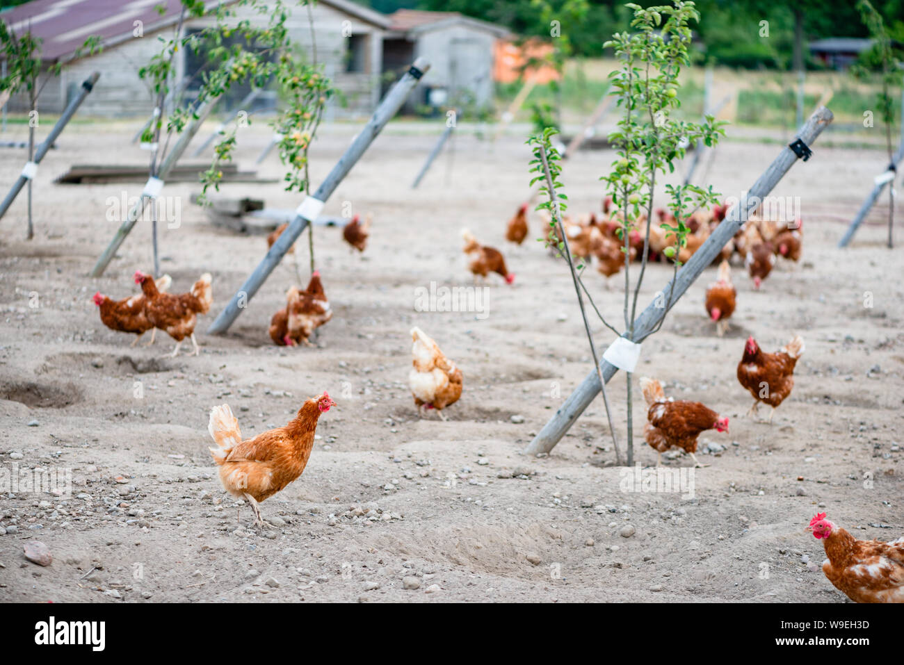Happy free range chickens and hens on farm in henhouse or coop are kept ...