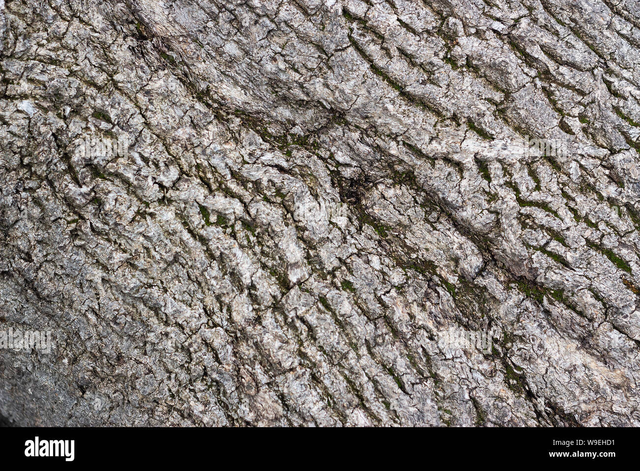 Background texture of tree bark. Skin the bark of a tree that traces ...