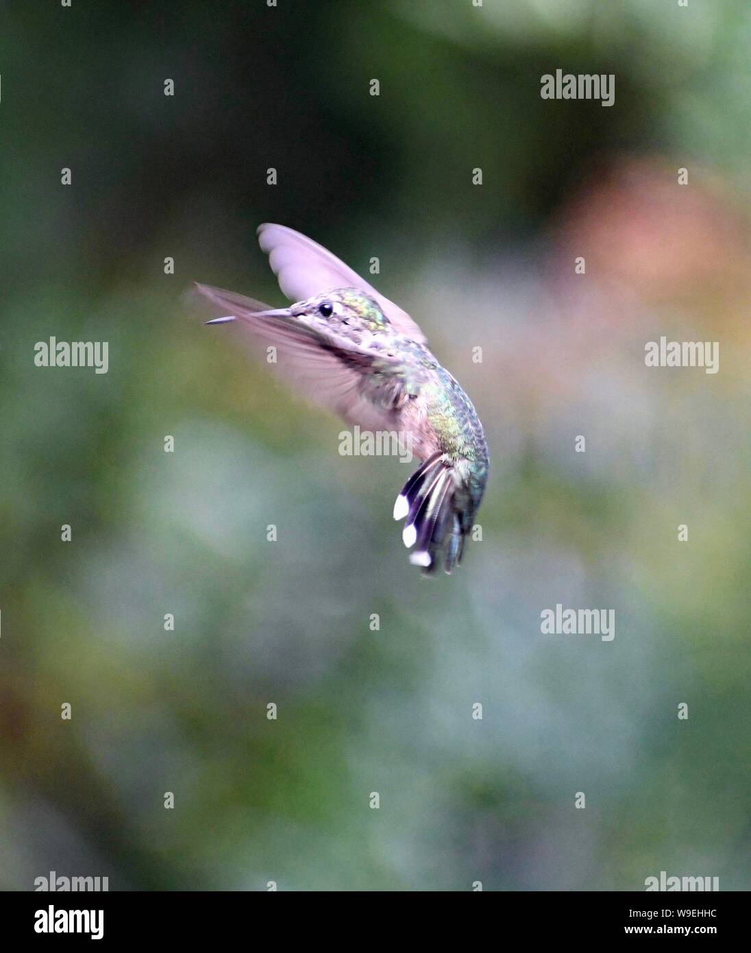 hummingbird, hummingbirds, hummers in flight Stock Photo - Alamy
