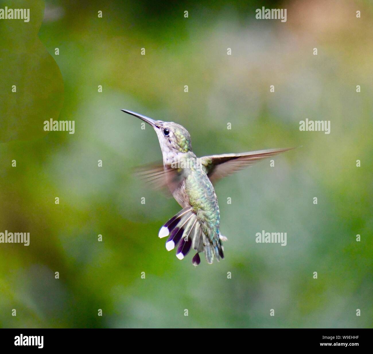 hummingbird, hummingbirds, hummers in flight Stock Photo - Alamy