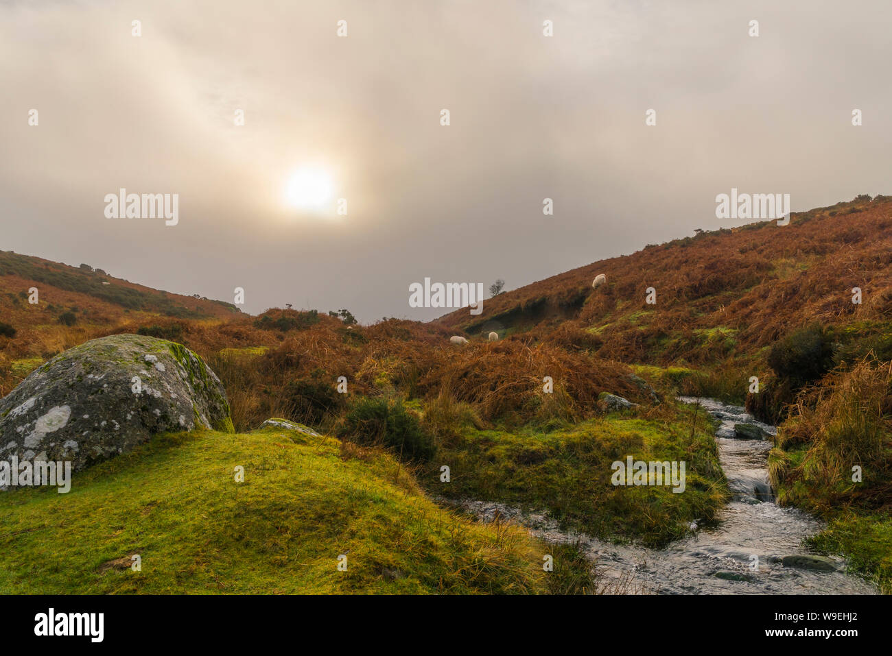 Dartmoor stream hi-res stock photography and images - Alamy