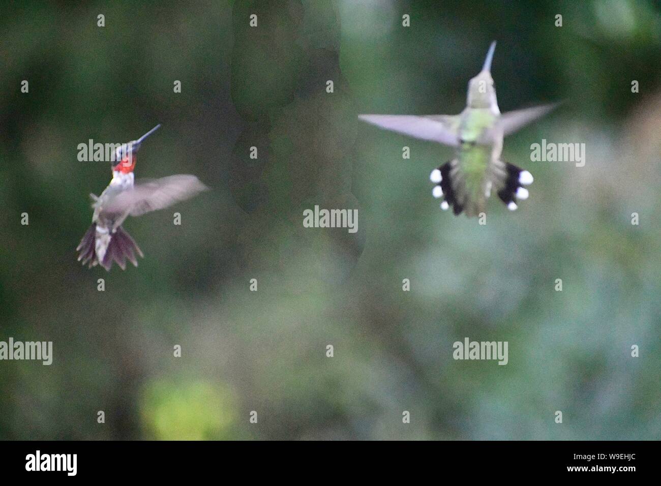 hummingbird, hummingbirds, hummers in flight Stock Photo - Alamy