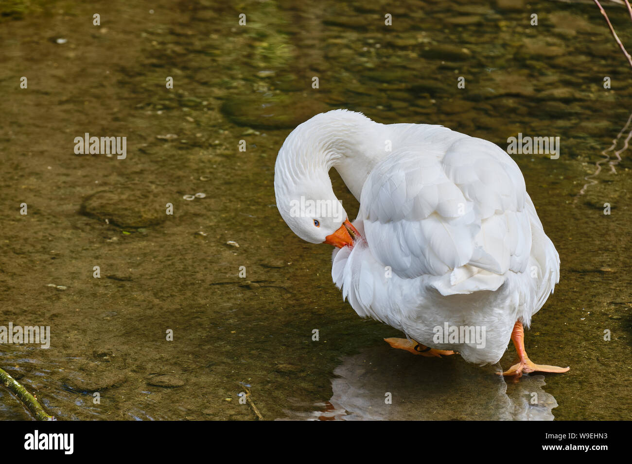White wan hi-res stock photography and images - Alamy